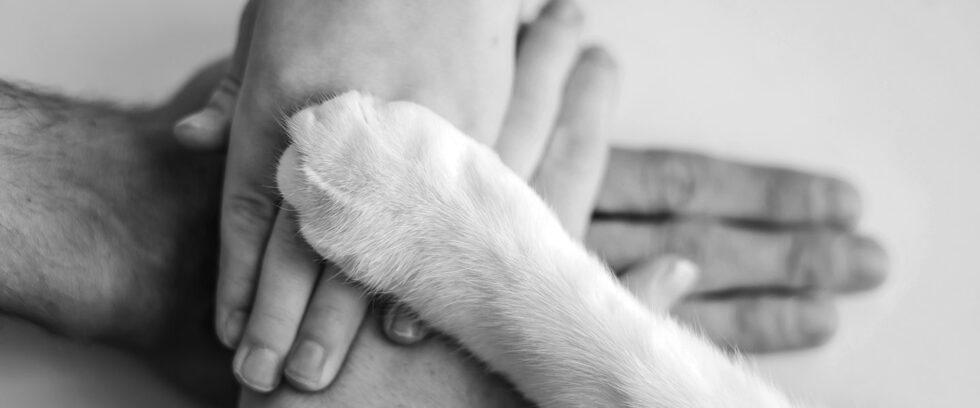 Tierrecht | RA Hoenlinger